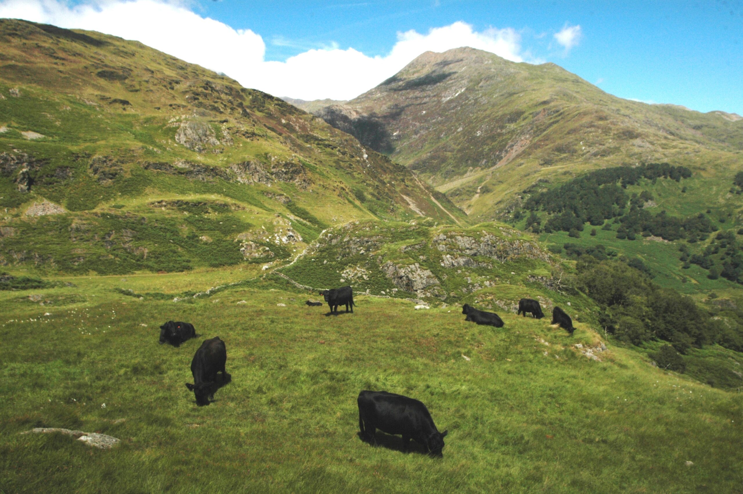 Feature County Hill Farming Event - Royal Welsh