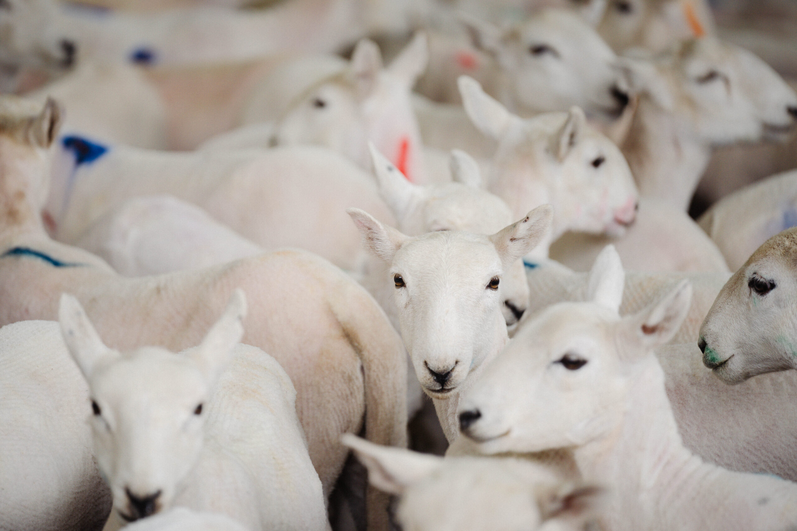 Sheep Village 'Cynefin' to be launched at the Royal Welsh Show - Royal ...