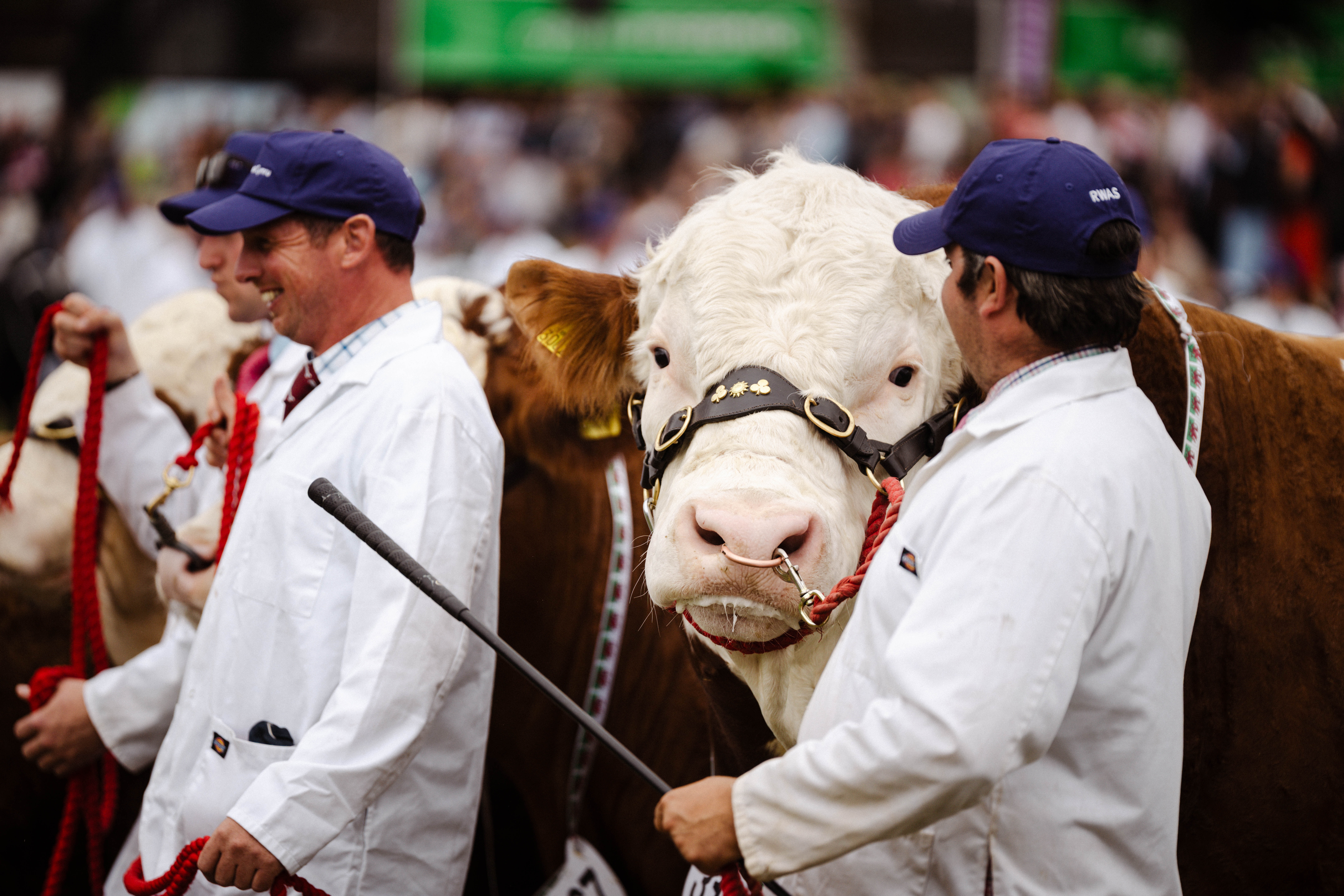 Equine and Livestock Judges announced for the 2026 Royal Welsh Show ...